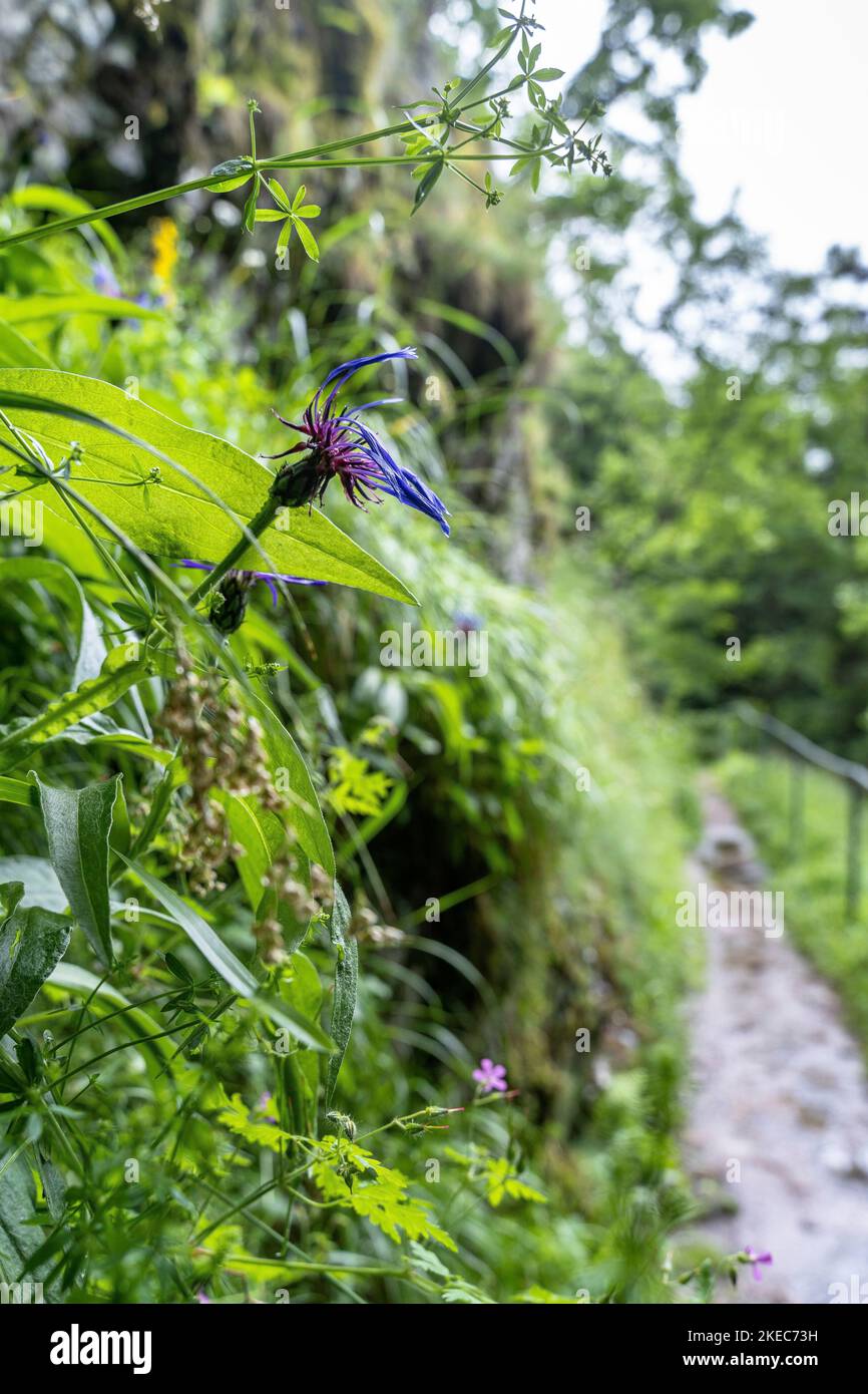 Europe, Germany, Southern Germany, Baden-Wuerttemberg, Black Forest ...