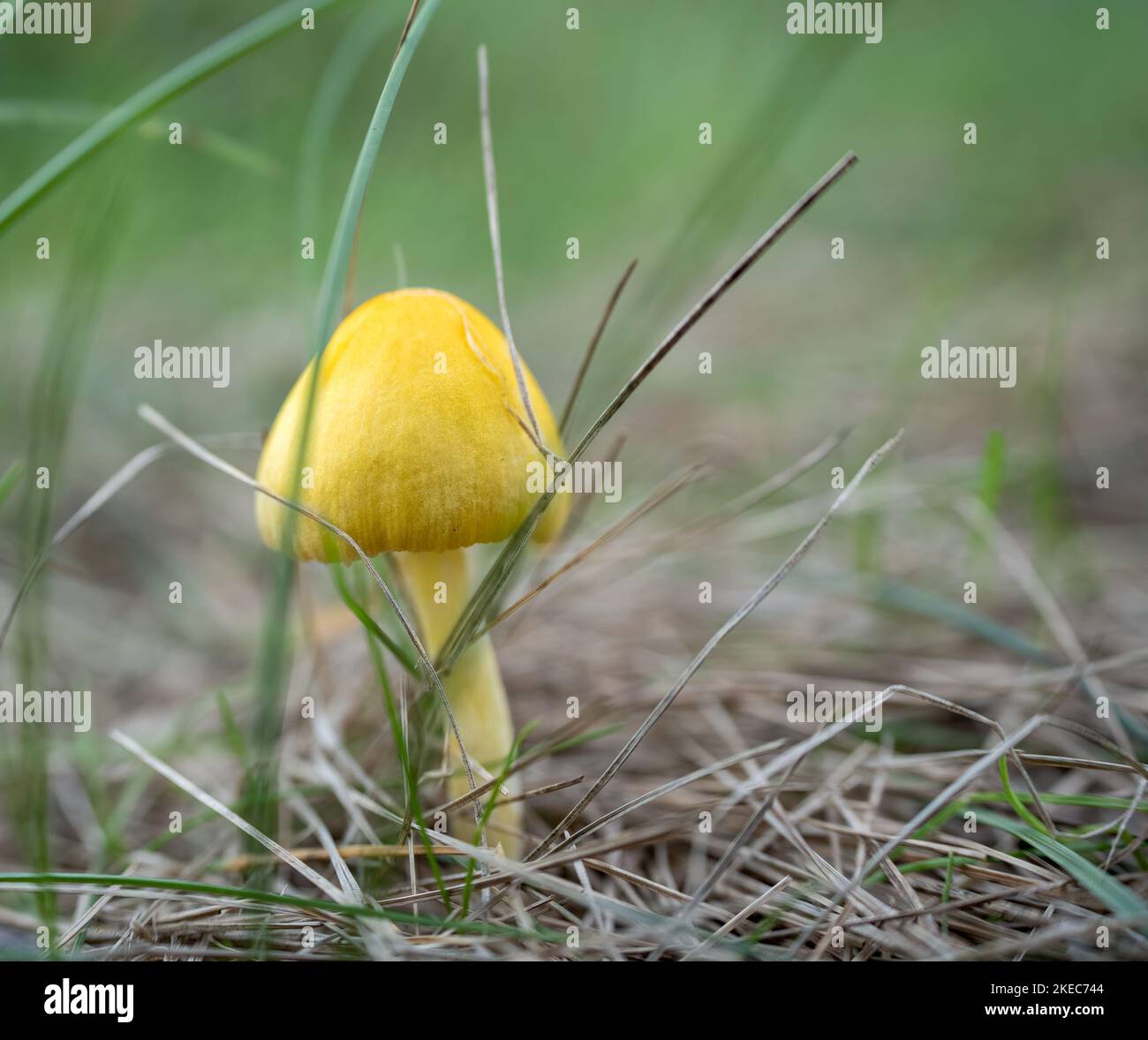 close up of a Golden Waxcap mushroom (Hygrocybe chlorphana Stock Photo ...