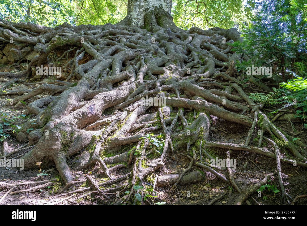 Europe, Germany, Southern Germany, Baden-Wuerttemberg, Black Forest ...