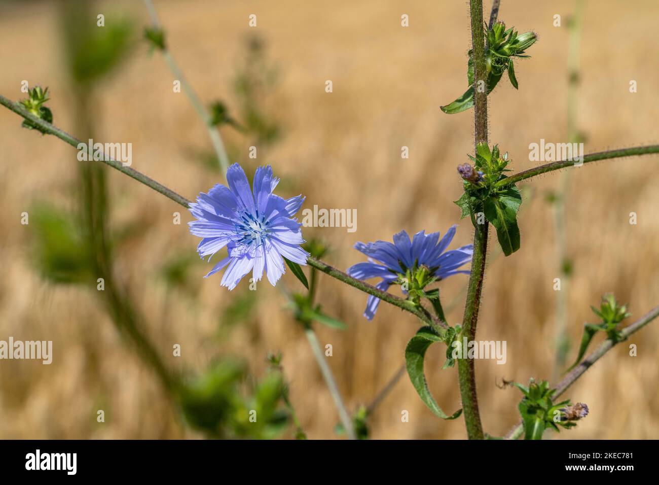 Europe, Germany, Southern Germany, Baden-Württemberg, Black Forest ...