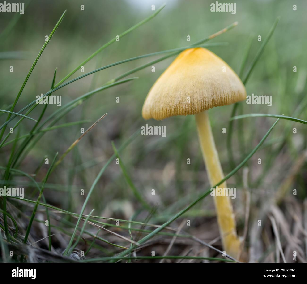close up of a Golden Waxcap mushroom (Hygrocybe chlorphana Stock Photo ...