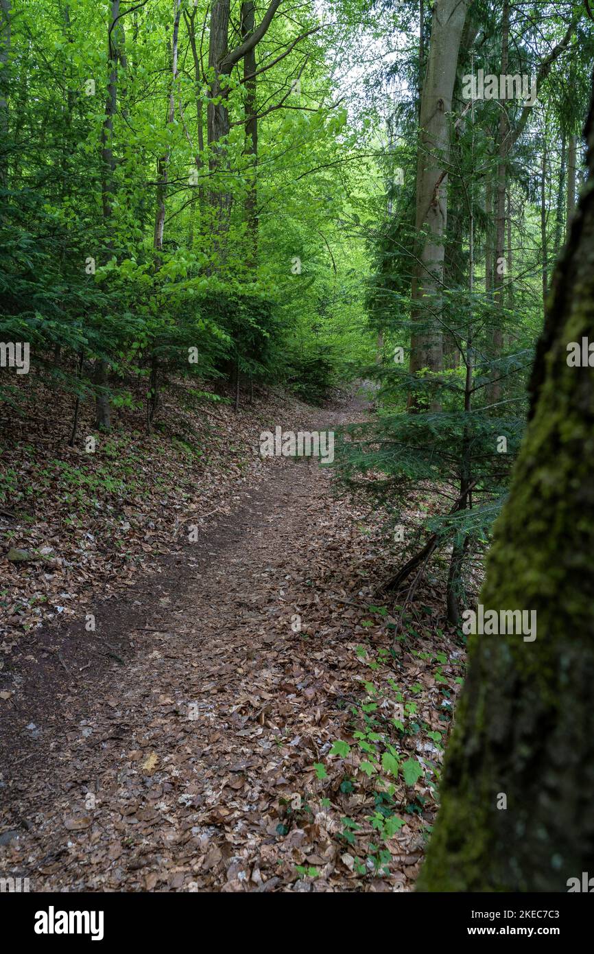 Europe, Germany, Southern Germany, Baden-Württemberg, Black Forest ...