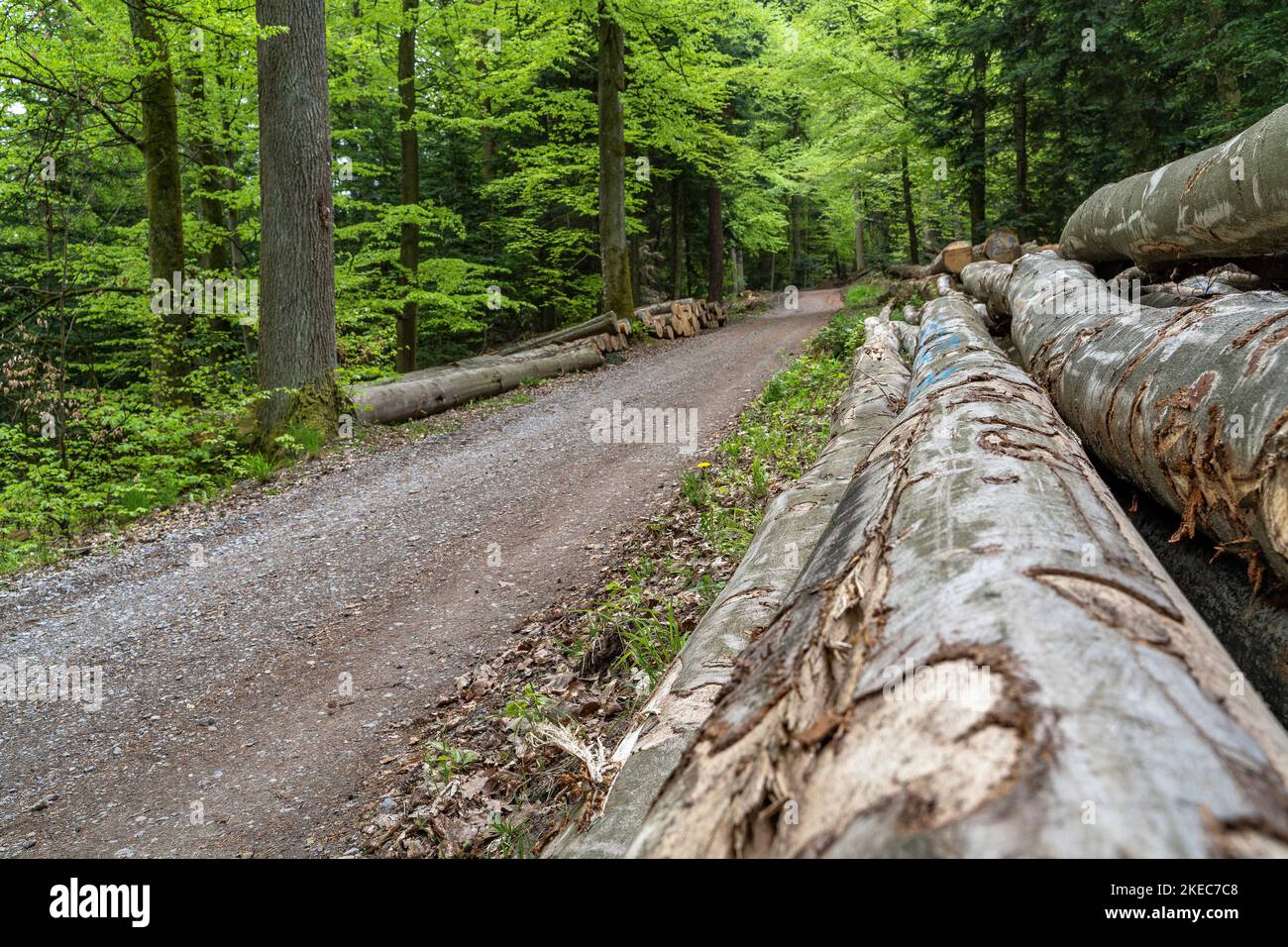 Europe, Germany, Southern Germany, Baden-Wuerttemberg, Black Forest ...