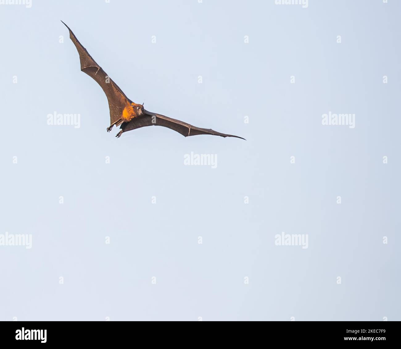 A bat is flying with horizontal wings Stock Photo - Alamy