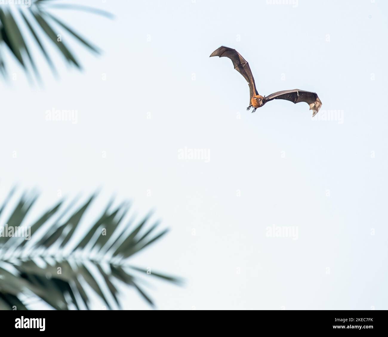Night flying chicken hi-res stock photography and images - Alamy