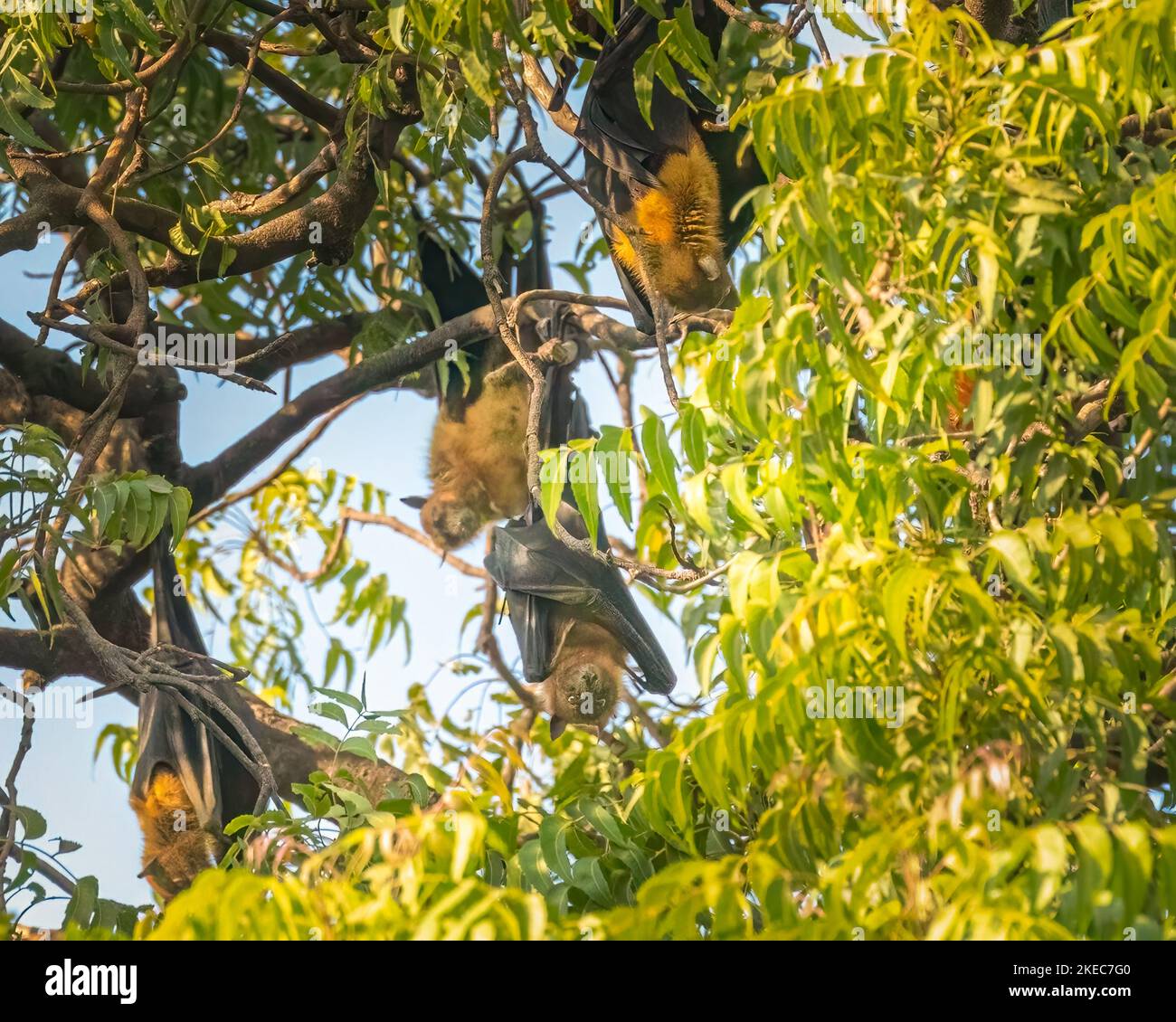 Group bats fly night hi-res stock photography and images - Alamy