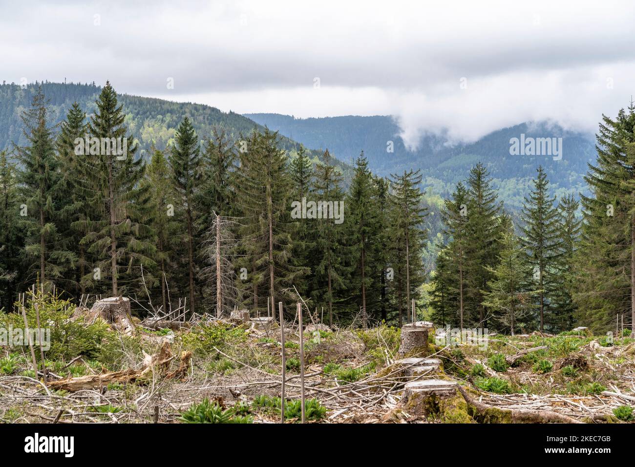 Europe, Germany, Southern Germany, Baden-Wuerttemberg, Black Forest ...