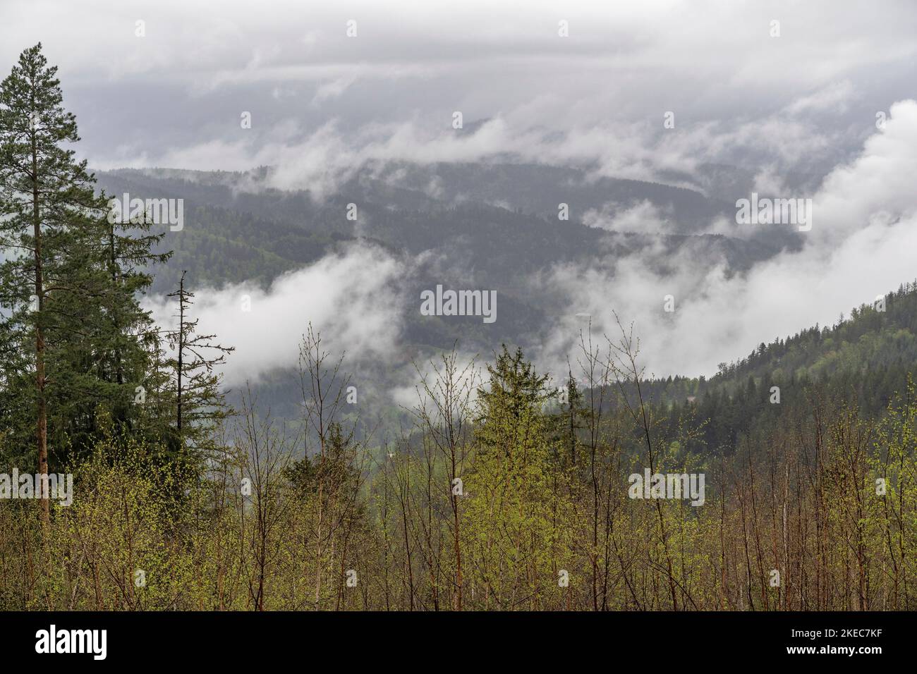 Europe, Germany, Southern Germany, Baden-Wuerttemberg, Black Forest ...