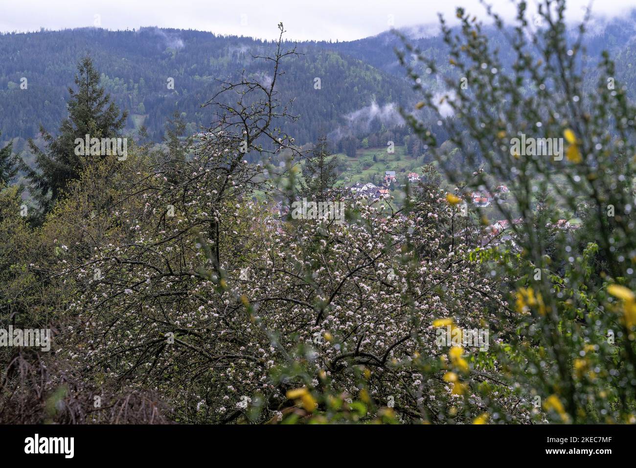 Europe, Germany, Southern Germany, Baden-Wuerttemberg, Black Forest ...
