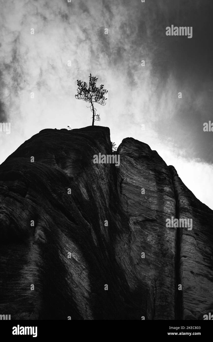 Top view trees on Black and White Stock Photos & Images - Alamy