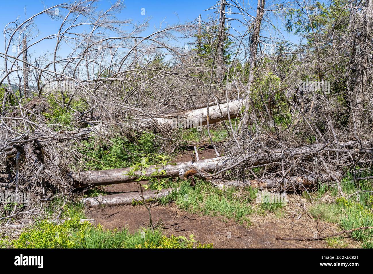 Europe, Germany, Southern Germany, Baden-Wuerttemberg, Black Forest ...