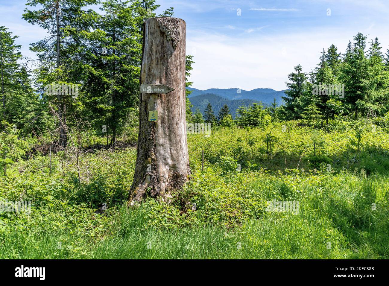 Europe, Germany, Southern Germany, Baden-Wuerttemberg, Black Forest ...