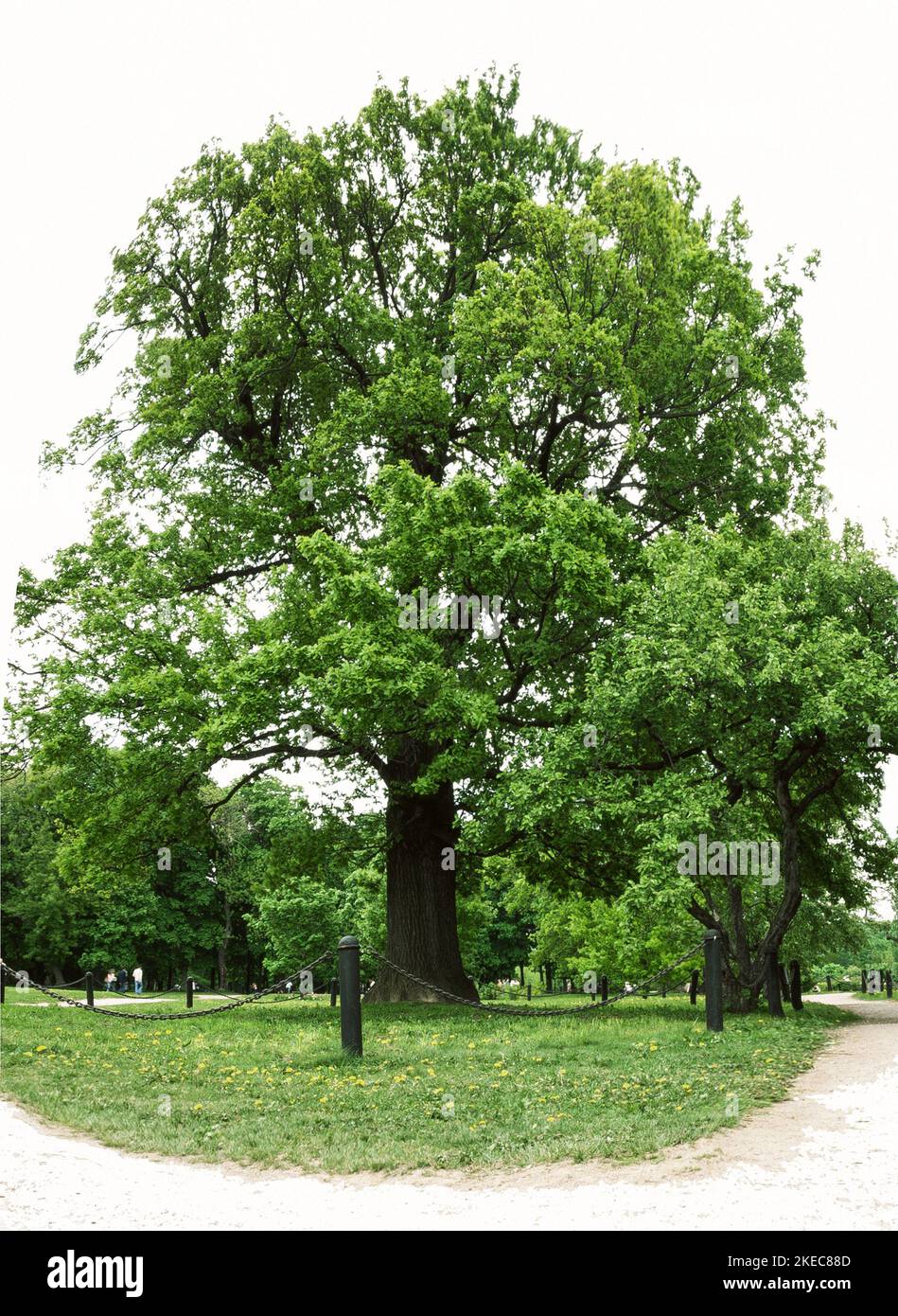 Oak tree fenced in park, partly isolated Stock Photo - Alamy