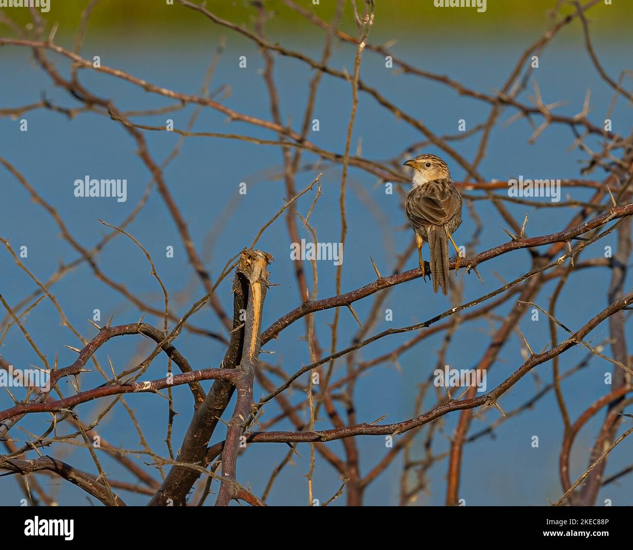 A bird hidden in bush tree Stock Photo - Alamy