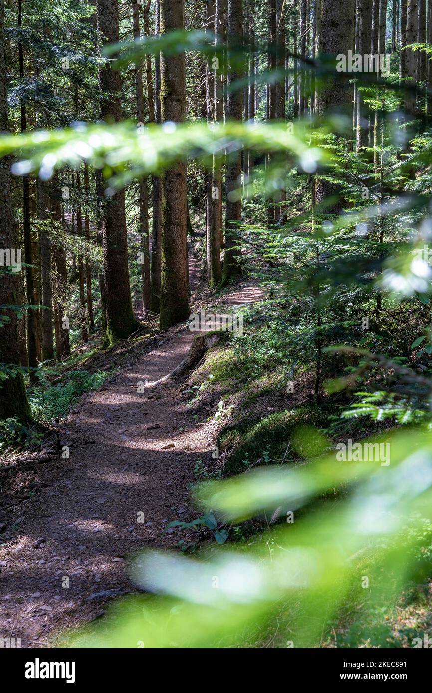 Europe, Germany, Southern Germany, Baden-Württemberg, Black Forest ...