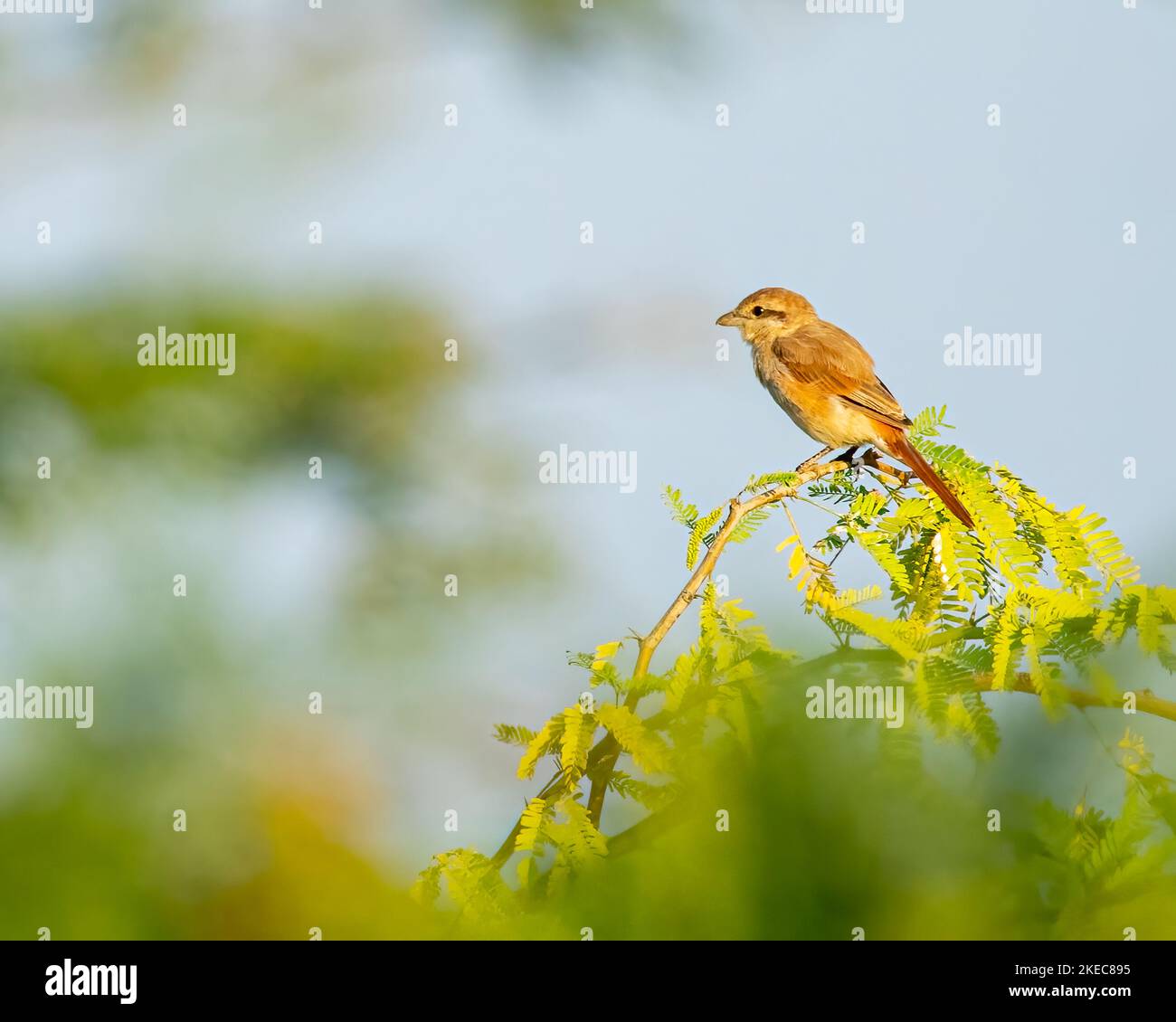 Isabelline Shrike perching on a tree Stock Photo - Alamy