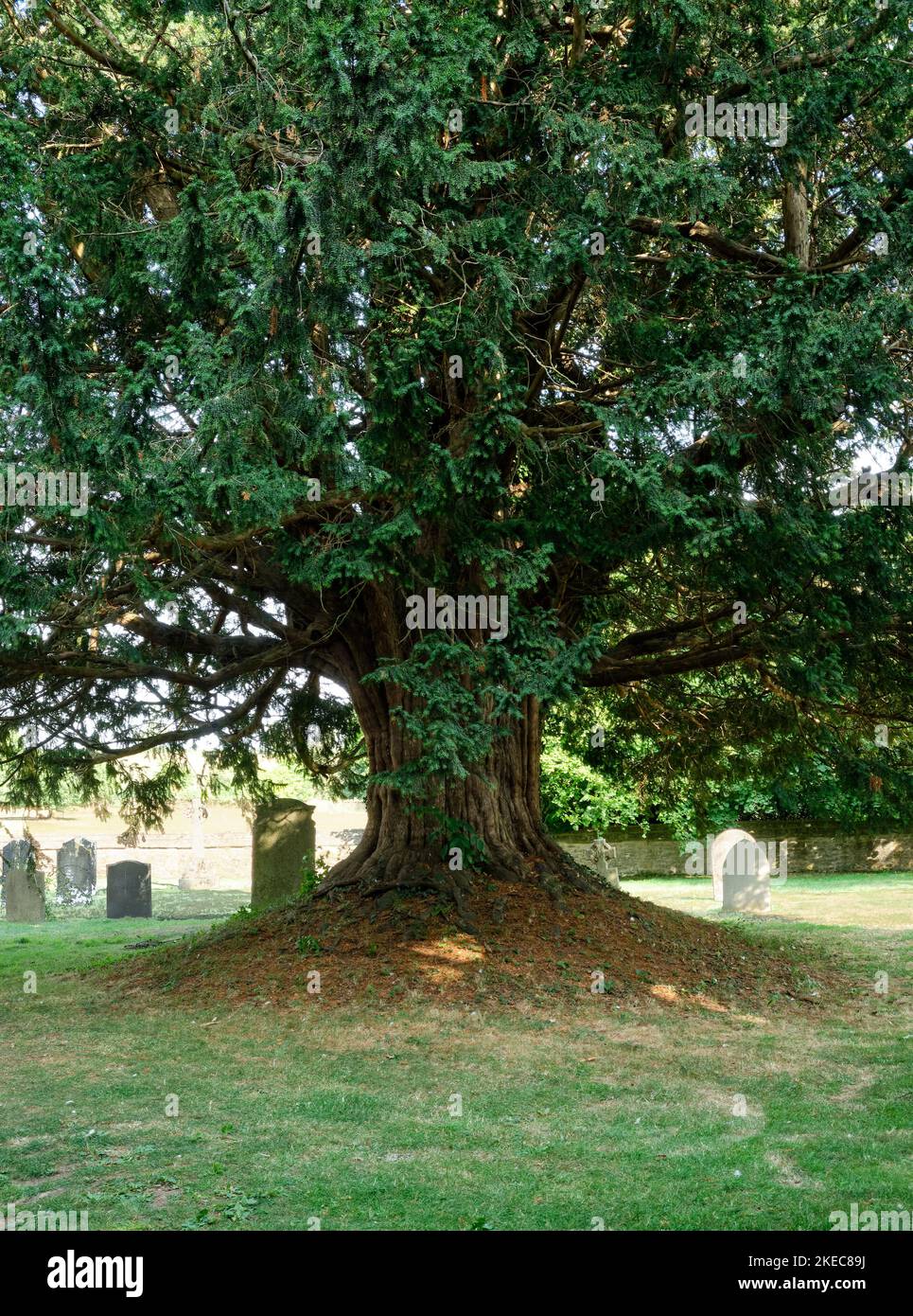 Beautiful ancient yew tree st andrews churchyard mells somerset hi-res stock photography and ...