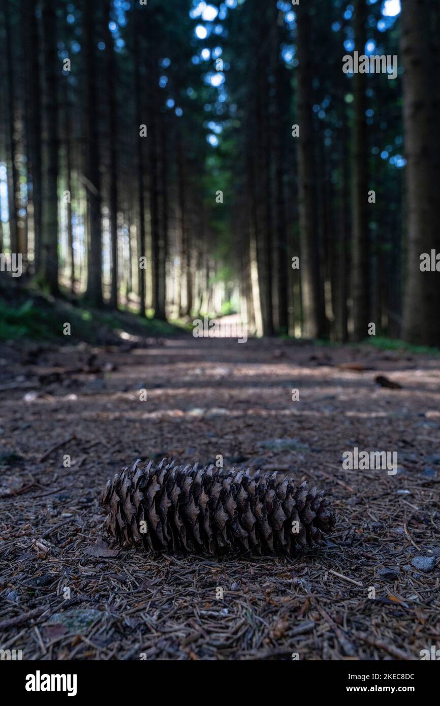 Europe, Germany, Southern Germany, Baden-Wuerttemberg, Black Forest ...