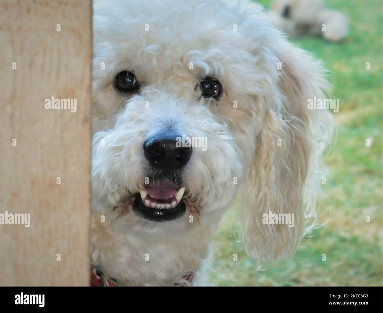 A closeup of a Poodle face looking with a curious glance Stock Photo ...