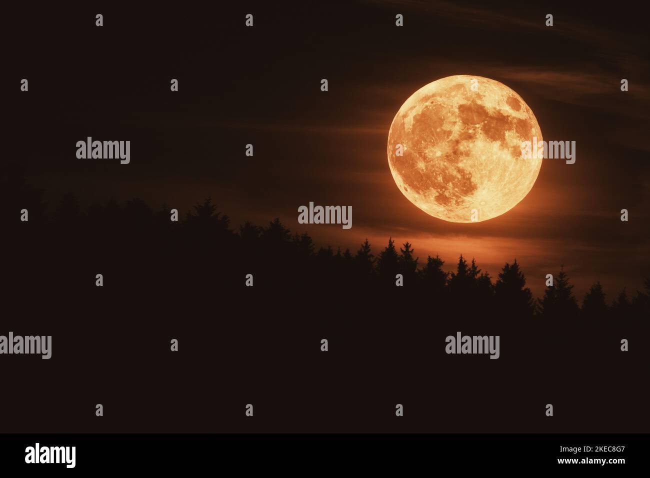A landscape view of a full moon over the fir forest trees at night ...