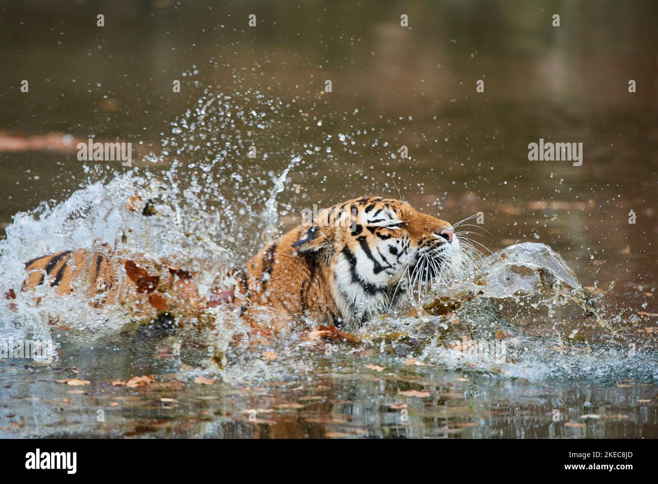 Siberian tiger (Panthera tigris altaica), jumps into water, captive, Germany Stock Photo - Alamy