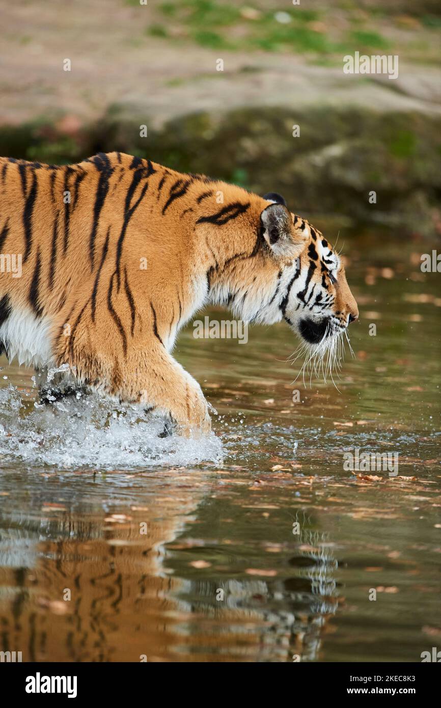 Siberian tiger (Panthera tigris altaica), goes into water, captive, Germany Stock Photo - Alamy