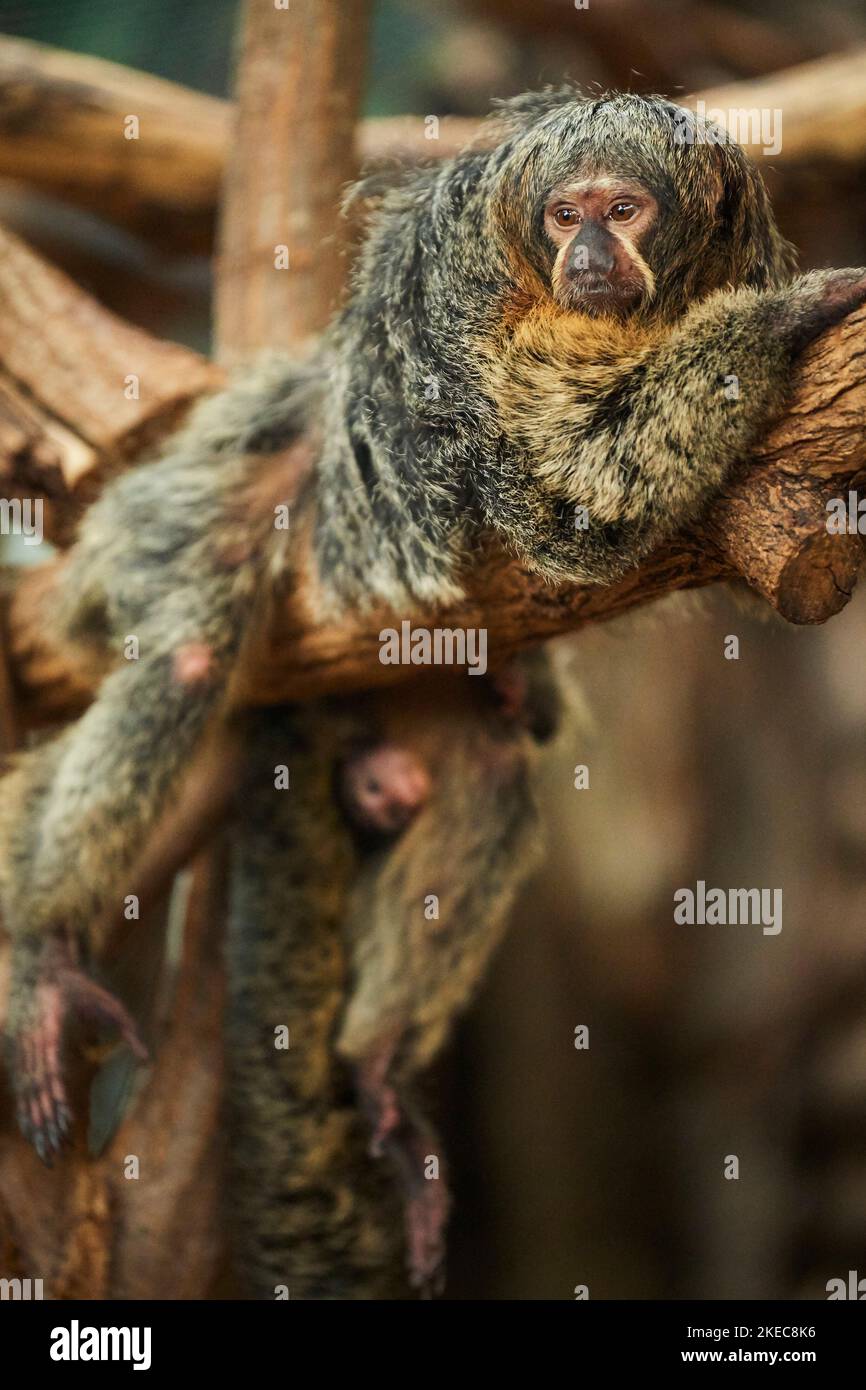 White-headed persimmon (Pithecia pithecia) female, mother with young ...