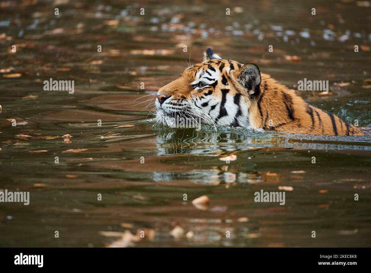 Siberian tiger (Panthera tigris altaica), swimming in water, captive, Germany Stock Photo - Alamy