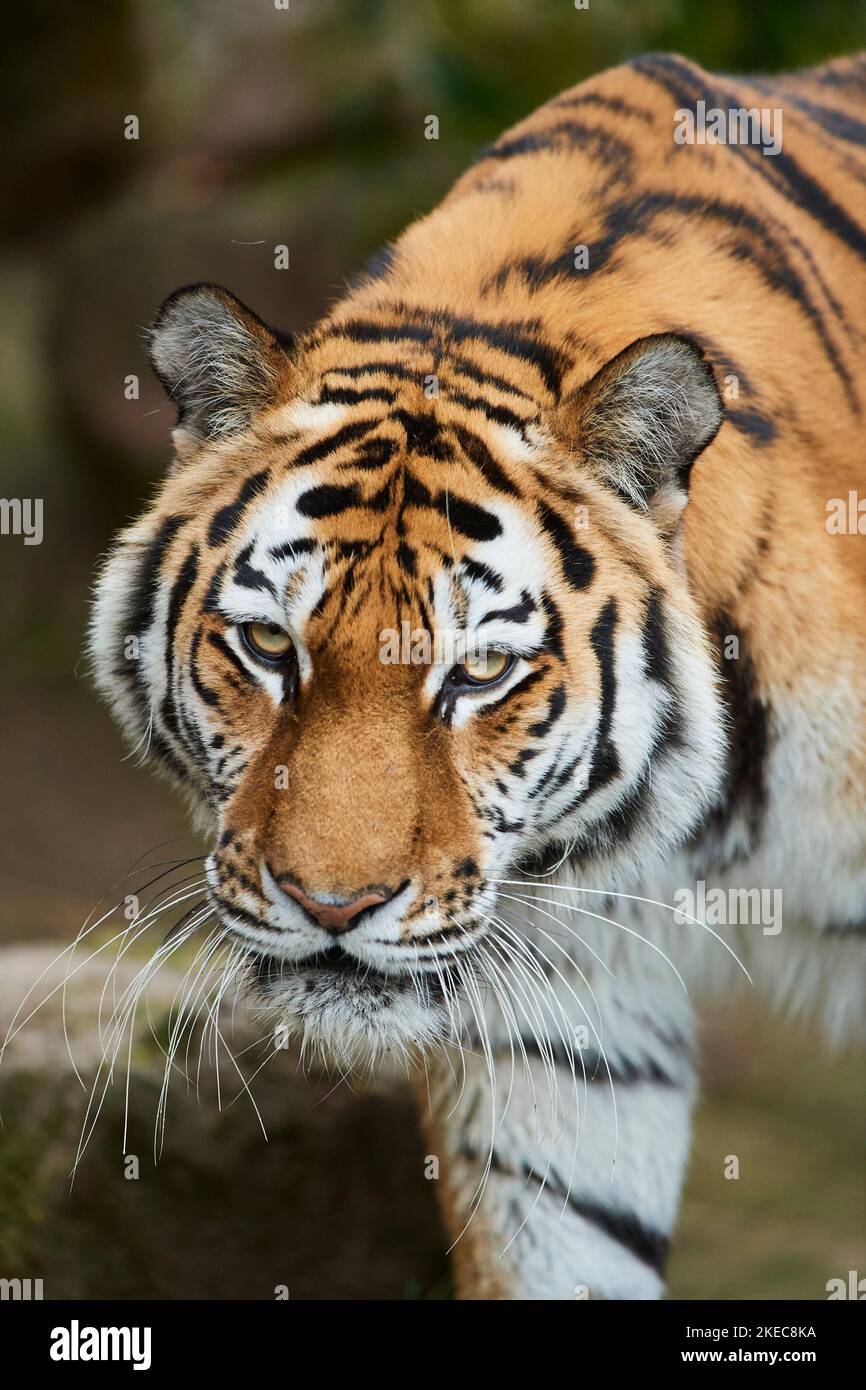 Siberian tiger (Panthera tigris altaica), portrait, captive, Germany ...