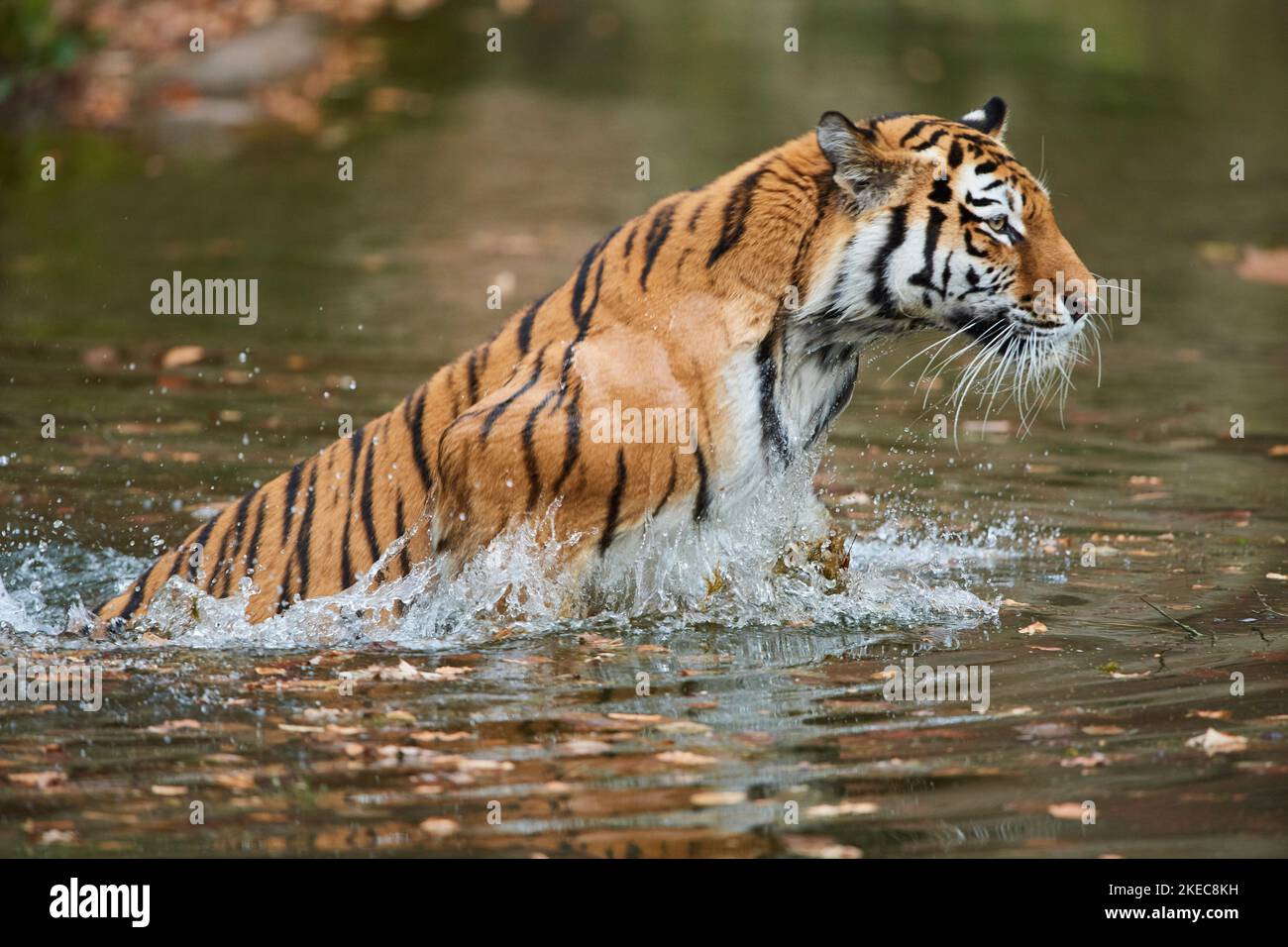 Siberian tiger (Panthera tigris altaica), jumps into water, captive, Germany Stock Photo - Alamy