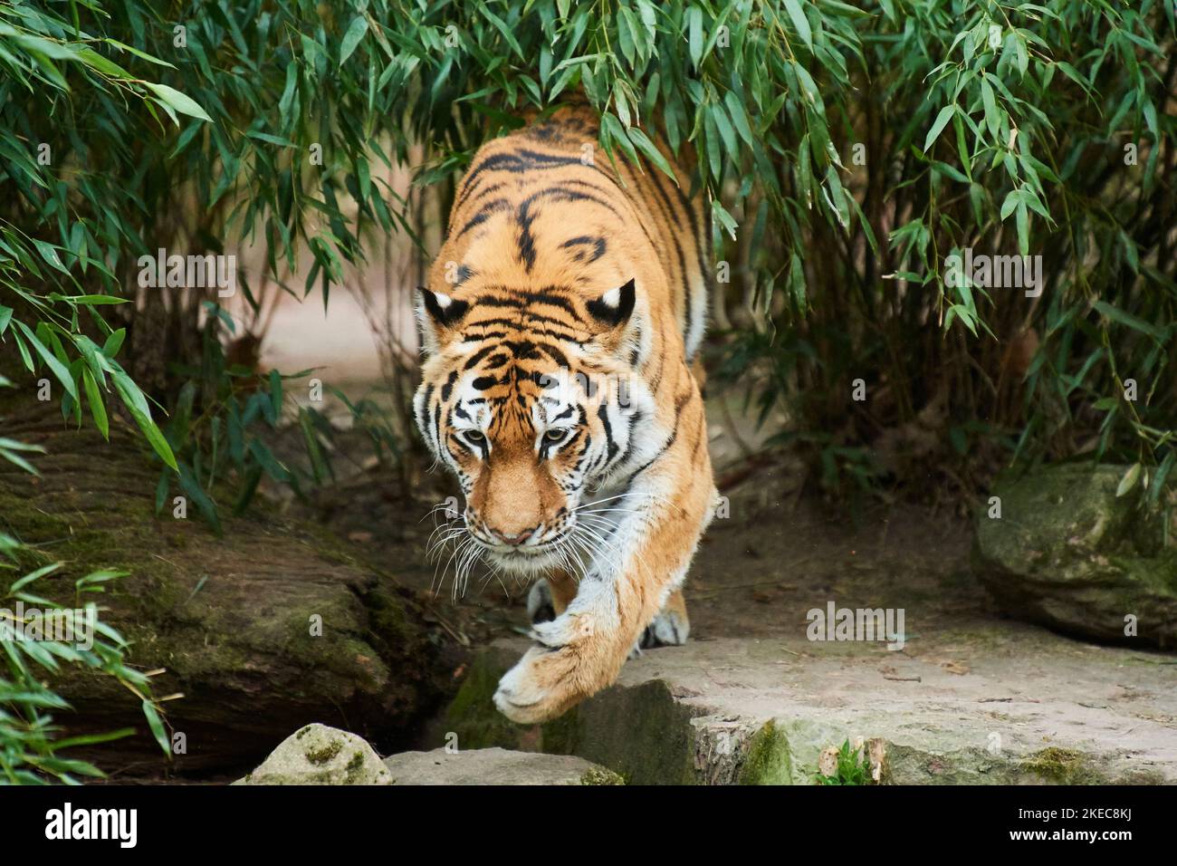 Siberian tiger (Panthera tigris altaica), walking through bushes ...