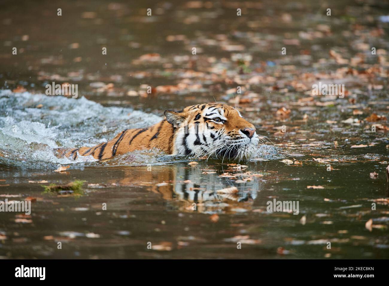 Siberian tiger (Panthera tigris altaica), swimming in water, captive, Germany Stock Photo - Alamy