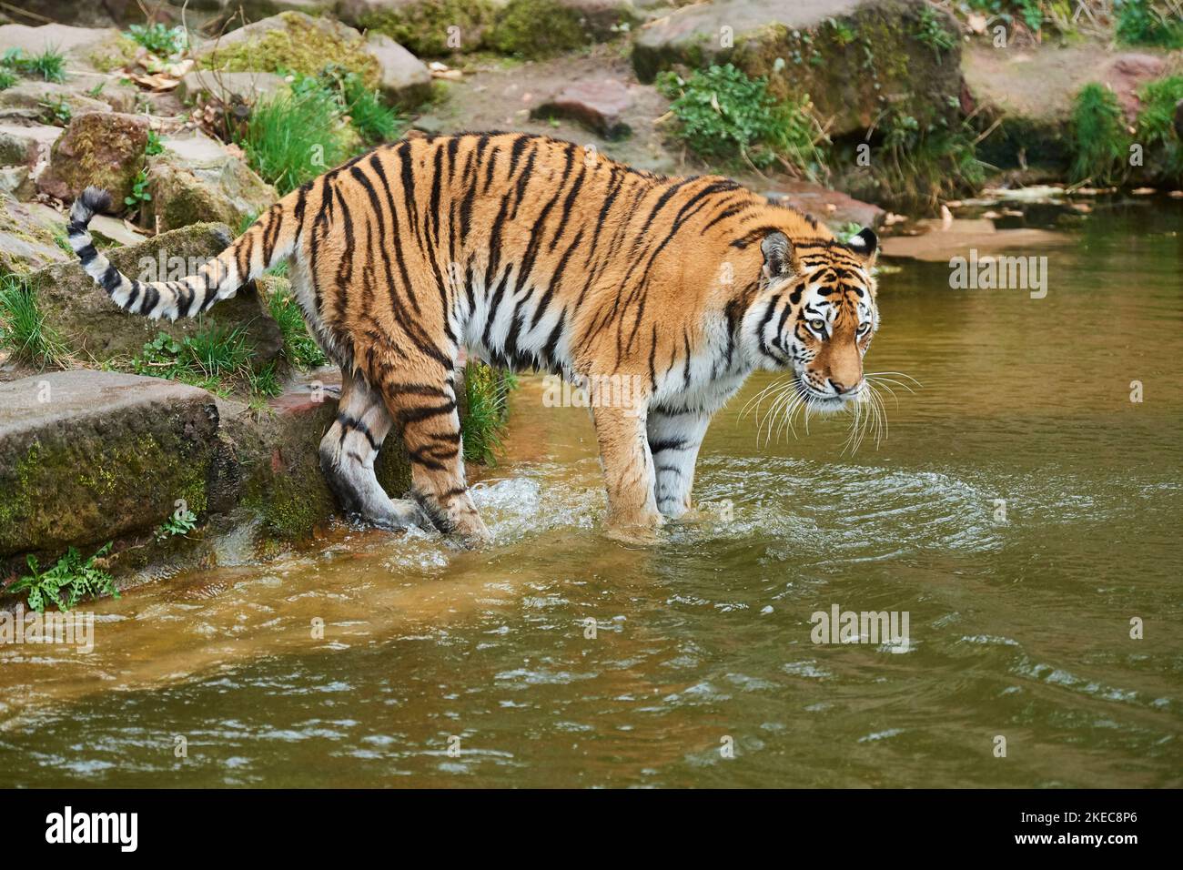 Siberian tiger (Panthera tigris altaica), goes into water, captive, Germany Stock Photo - Alamy