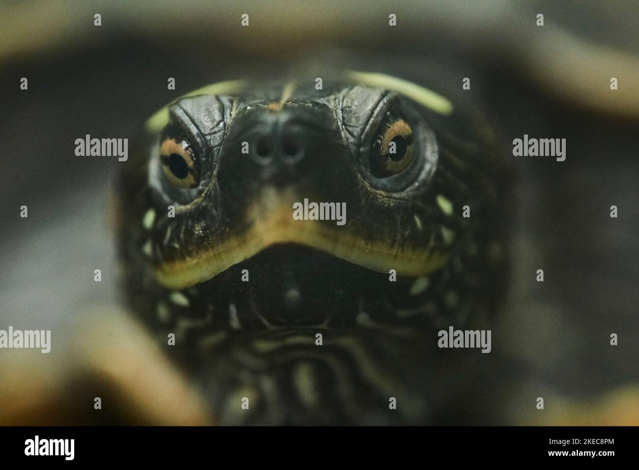 Red-cheeked slider turtle (Trachemys scripta elegans) portrait, captive ...