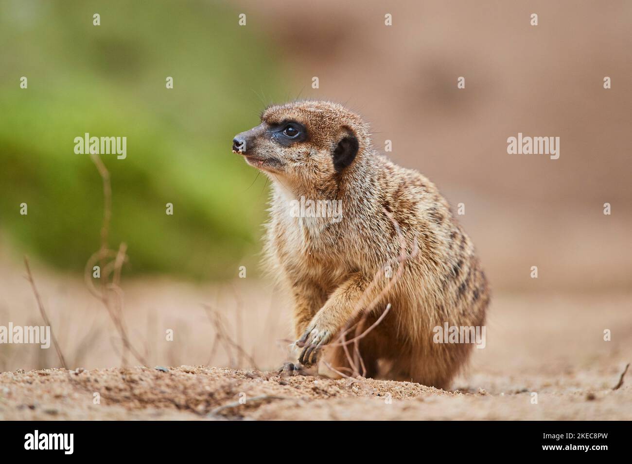 Meerkat (Suricata suricatta) sitting on the ground, Bavaria, Germany ...