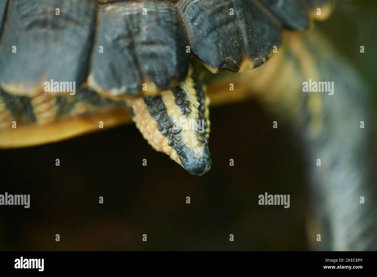 Red-cheeked slider turtle (Trachemys scripta elegans), tail, detail ...