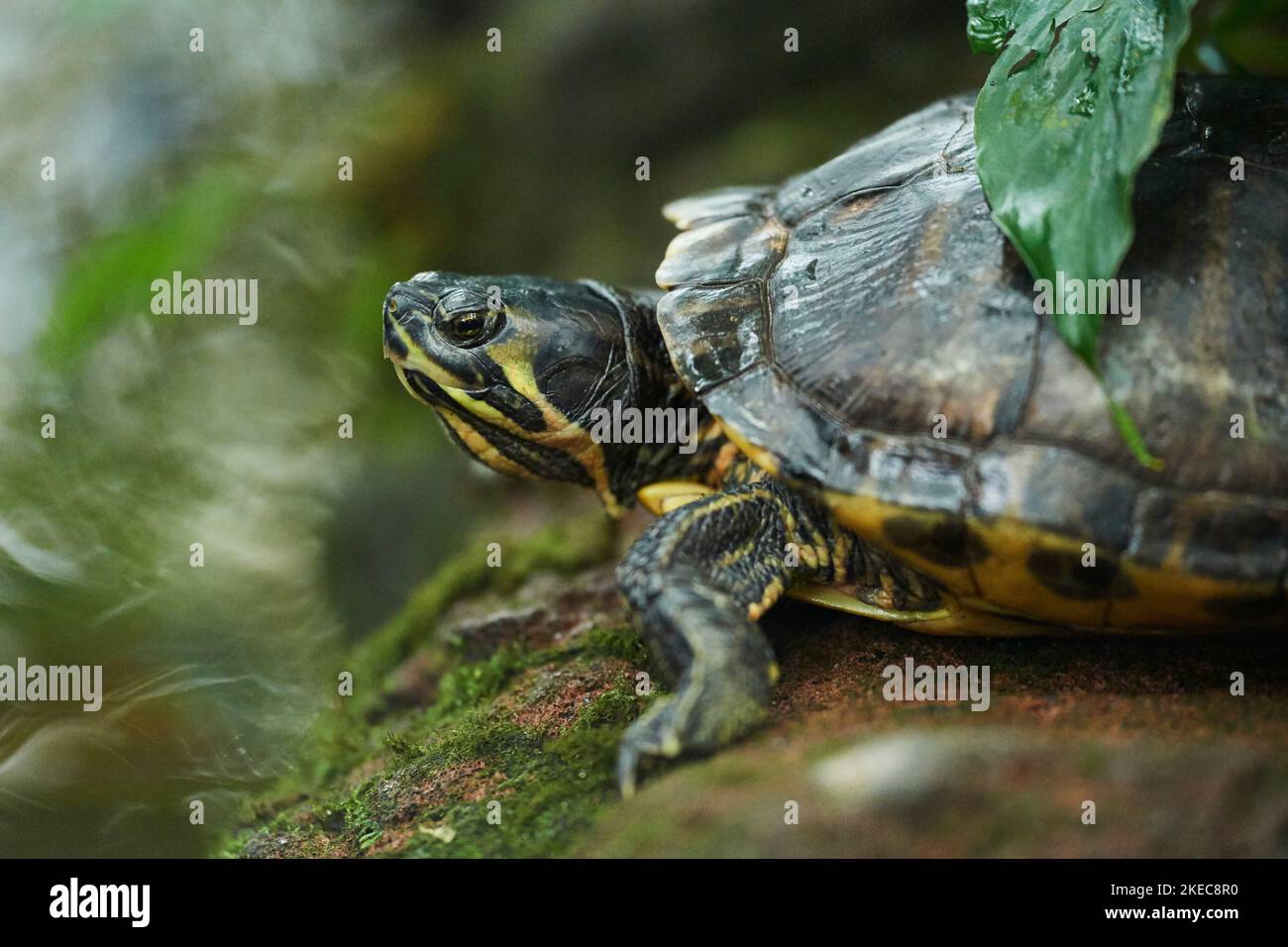 Red-cheeked slider turtle (Trachemys scripta elegans) sideways, on a ...