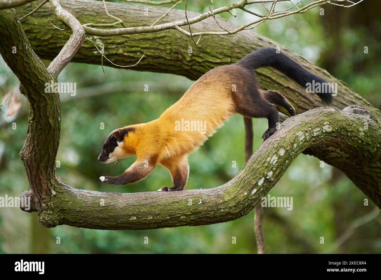 Variegated marten (Martes flavigula) running over a tree trunk, Bavaria ...