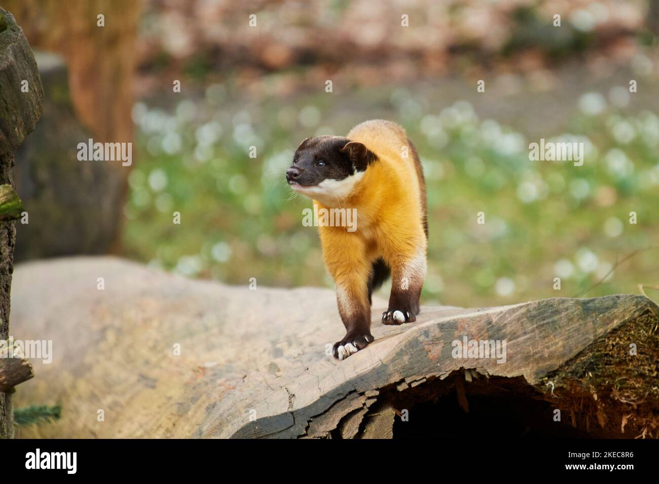 Variegated marten (Martes flavigula) running over a tree trunk, Bavaria ...