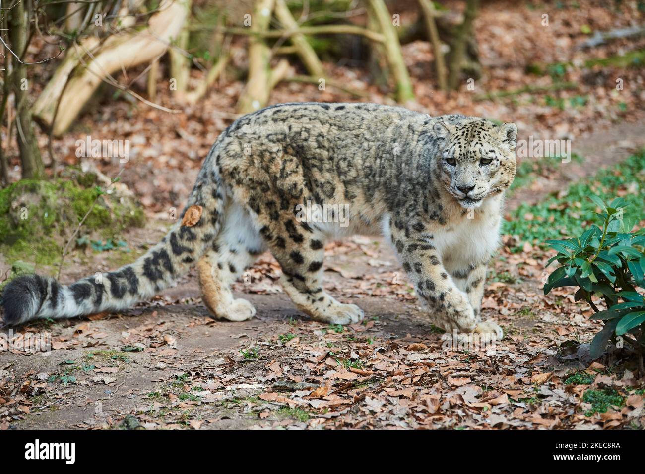 Snow leopard (Panthera uncia), go, Bavaria, Germany Stock Photo - Alamy