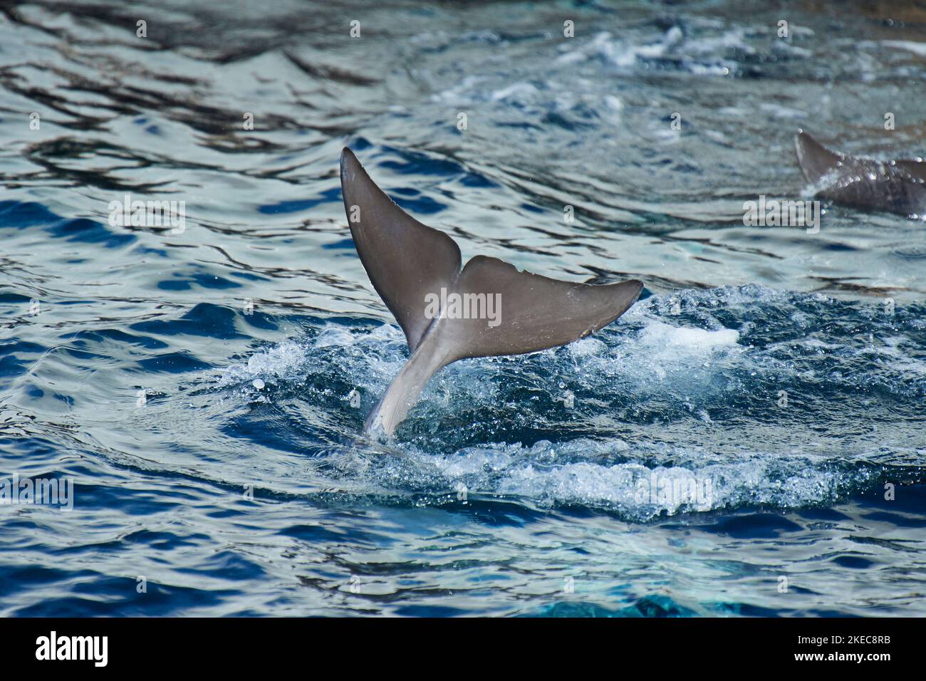 Atlantic bottlenose dolphin (Tursiops truncatus), tail fin (fluke ...