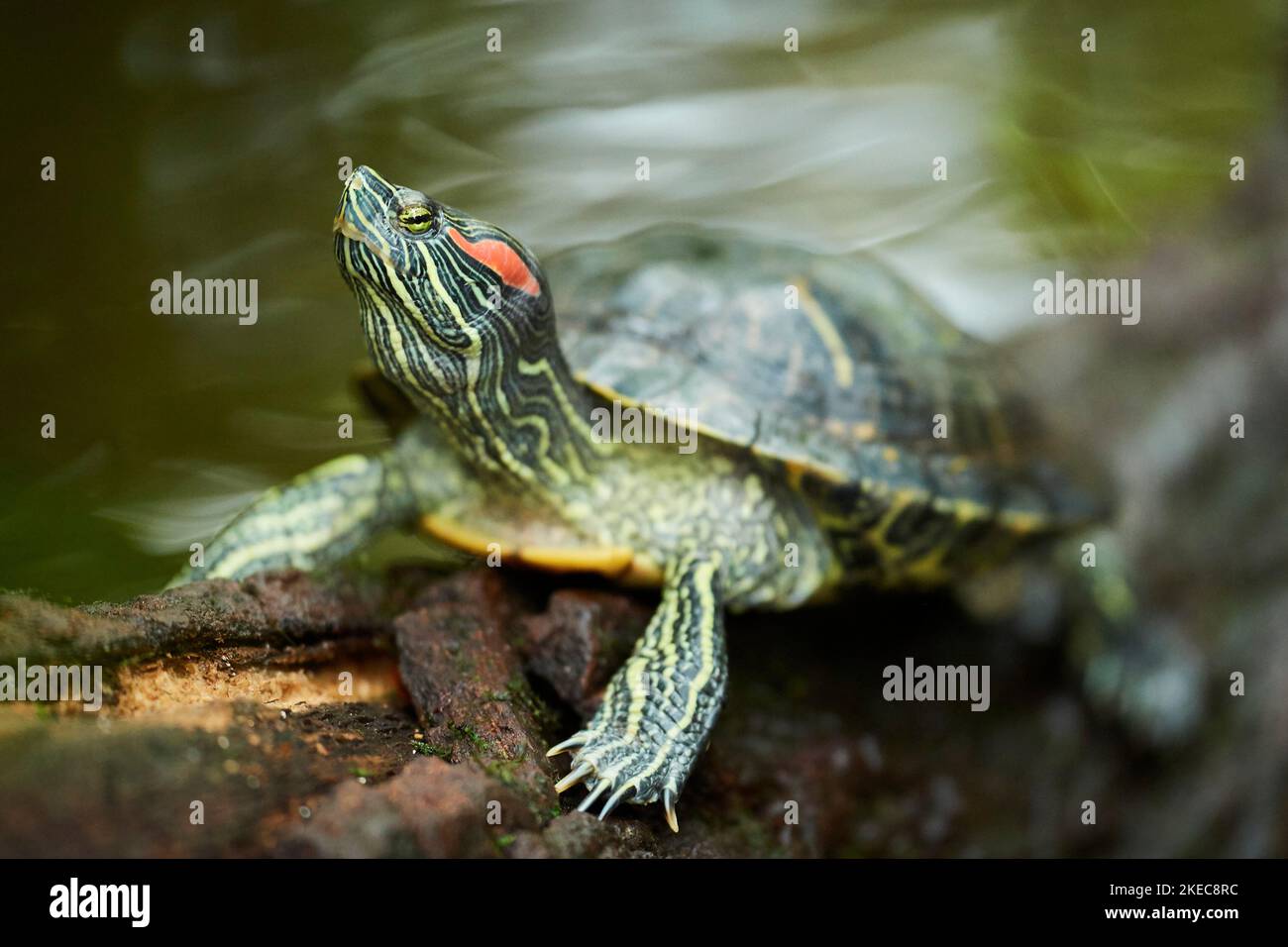Red-cheeked slider turtle (Trachemys scripta elegans) on a tree trunk ...