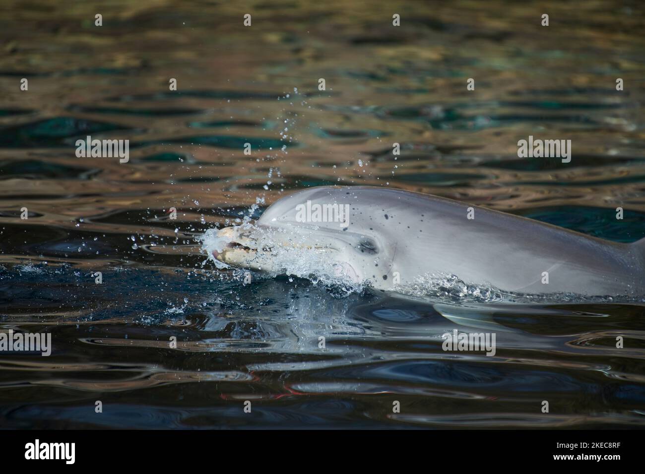 Atlantic bottlenose dolphin (Tursiops truncatus) swimming at the water ...