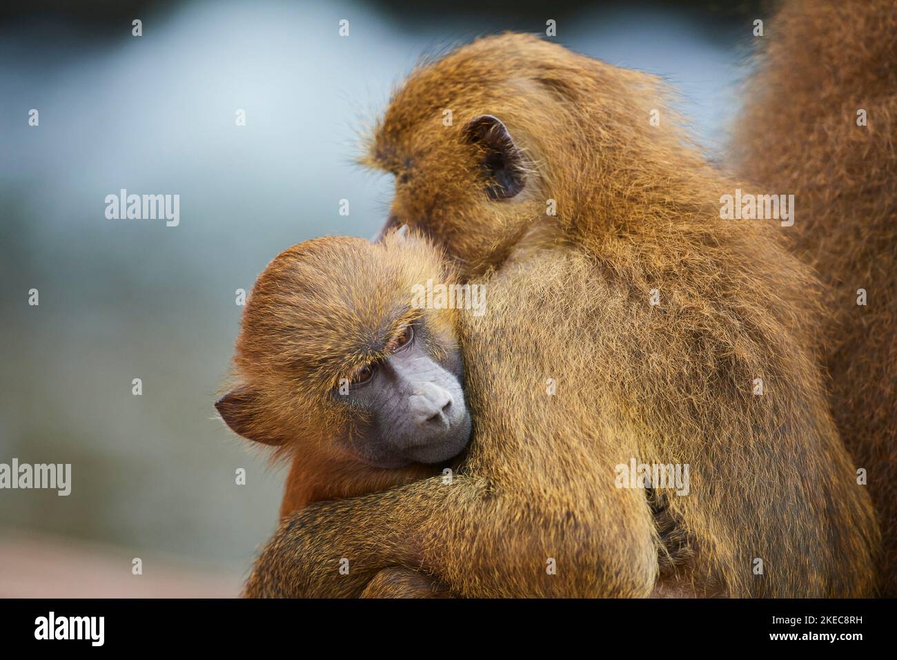Guinea baboon (Papio papio), portrait, captive, Germany Stock Photo - Alamy