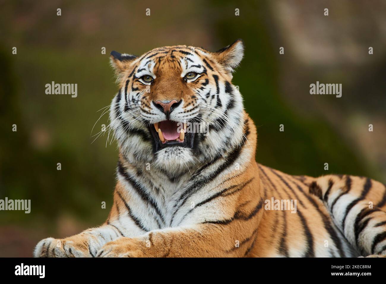 Siberian tiger (Panthera tigris altaica), portrait, captive, Germany ...