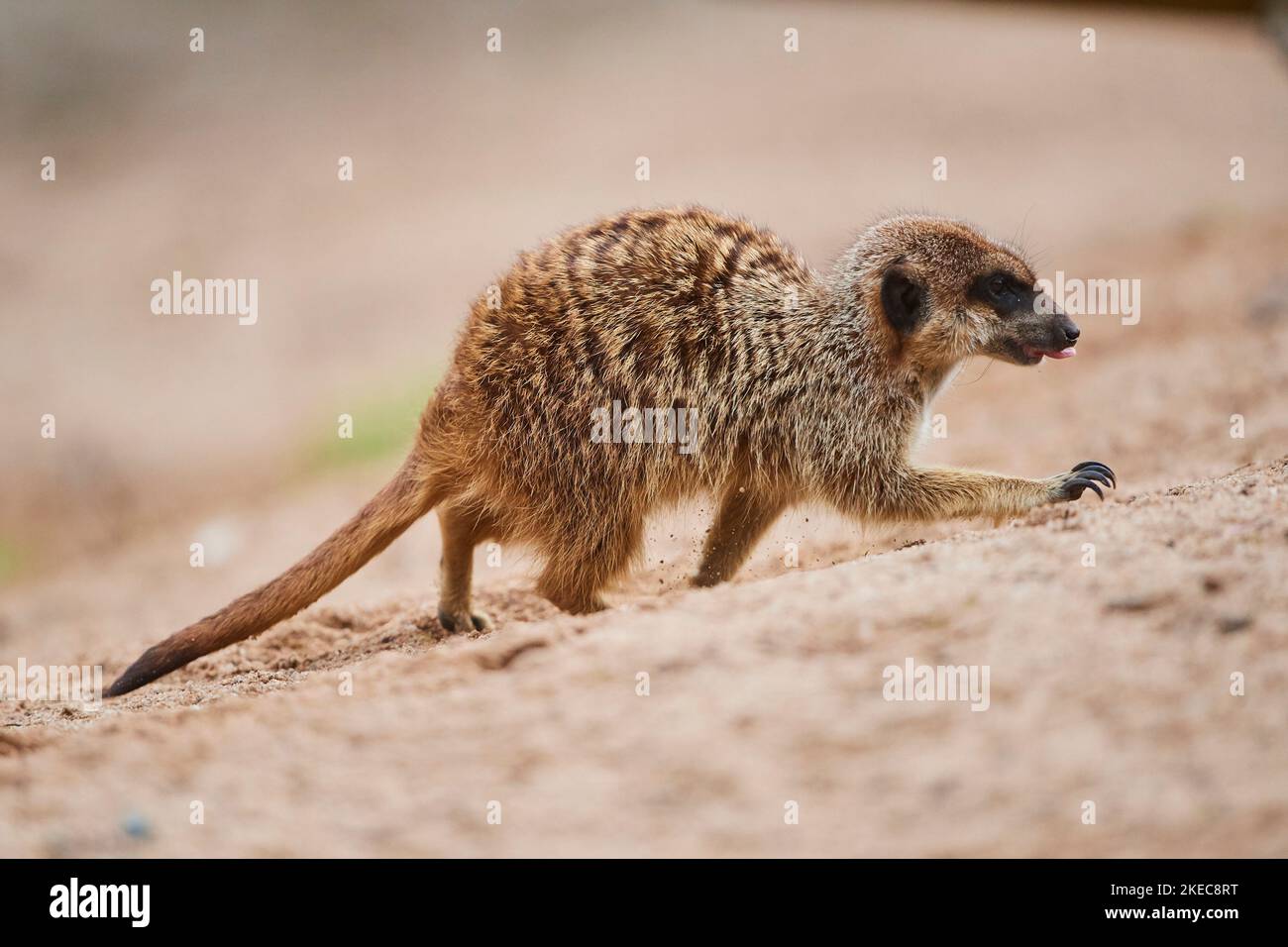 Meerkat (Suricata suricatta) walking on the ground, Bavaria, Germany ...