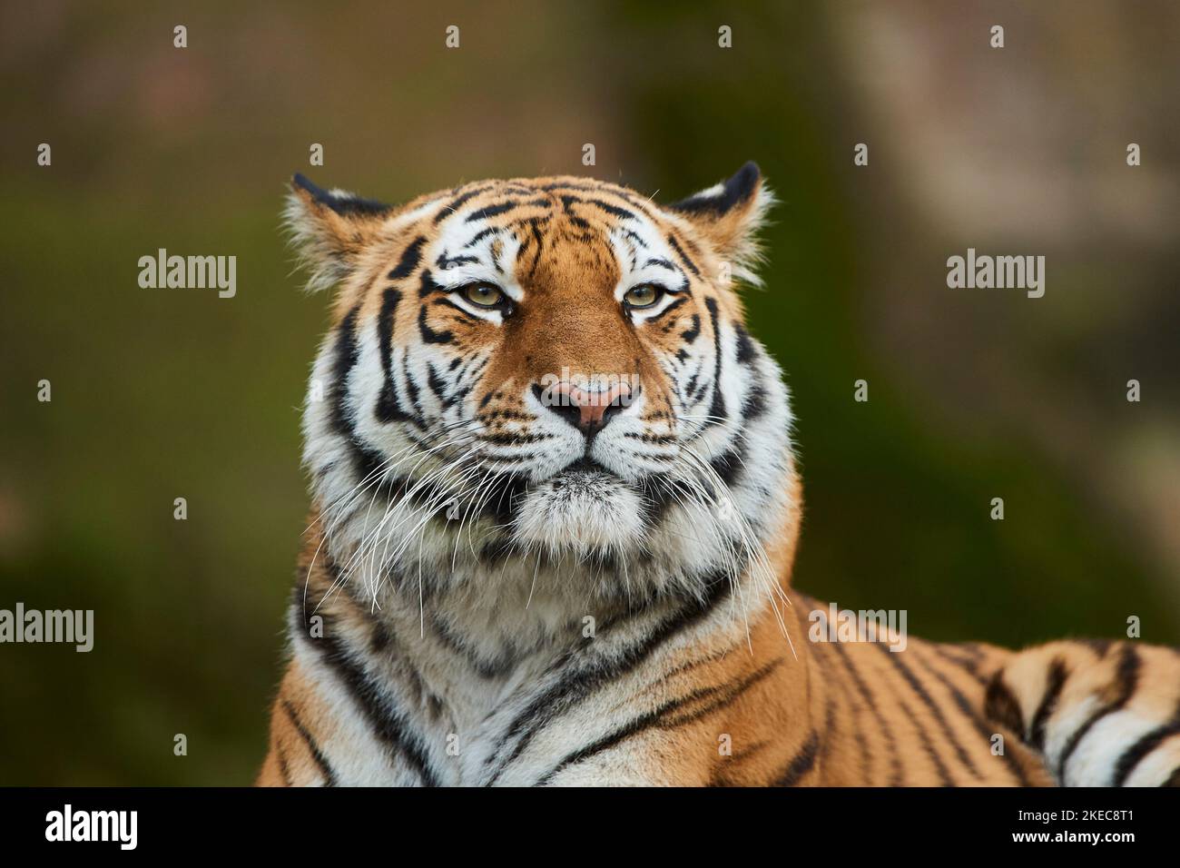 Siberian tiger (Panthera tigris altaica), portrait, captive, Germany ...