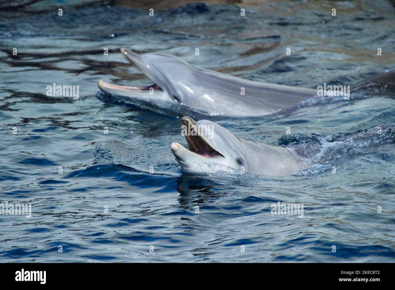 Atlantic bottlenose dolphin (Tursiops truncatus) swimming at the water ...