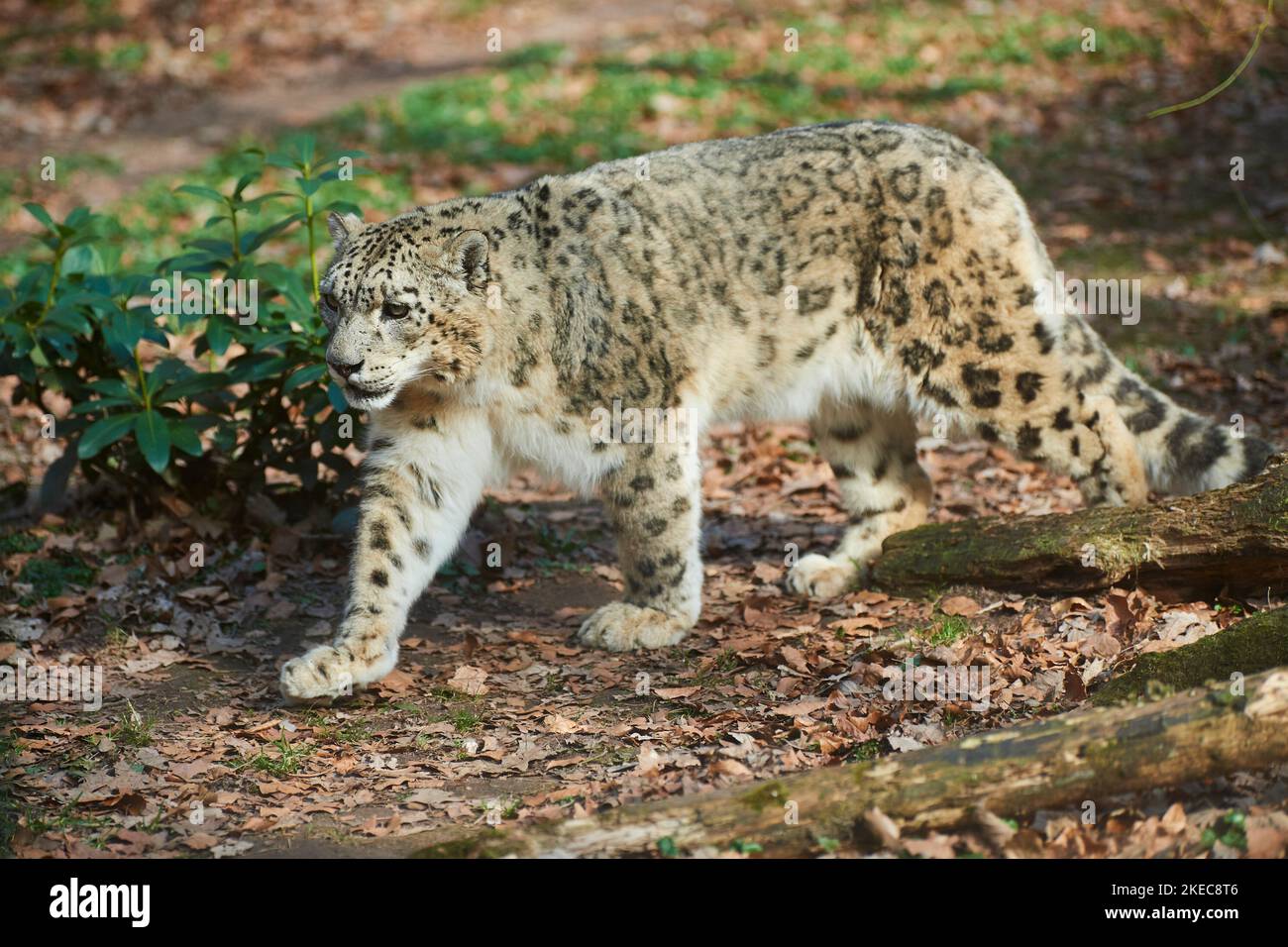 Snow leopard (Panthera uncia), go, Bavaria, Germany Stock Photo - Alamy