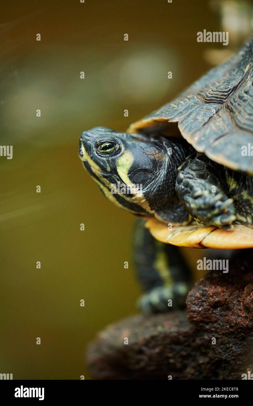 Red-cheeked slider turtle (Trachemys scripta elegans) portrait, captive ...